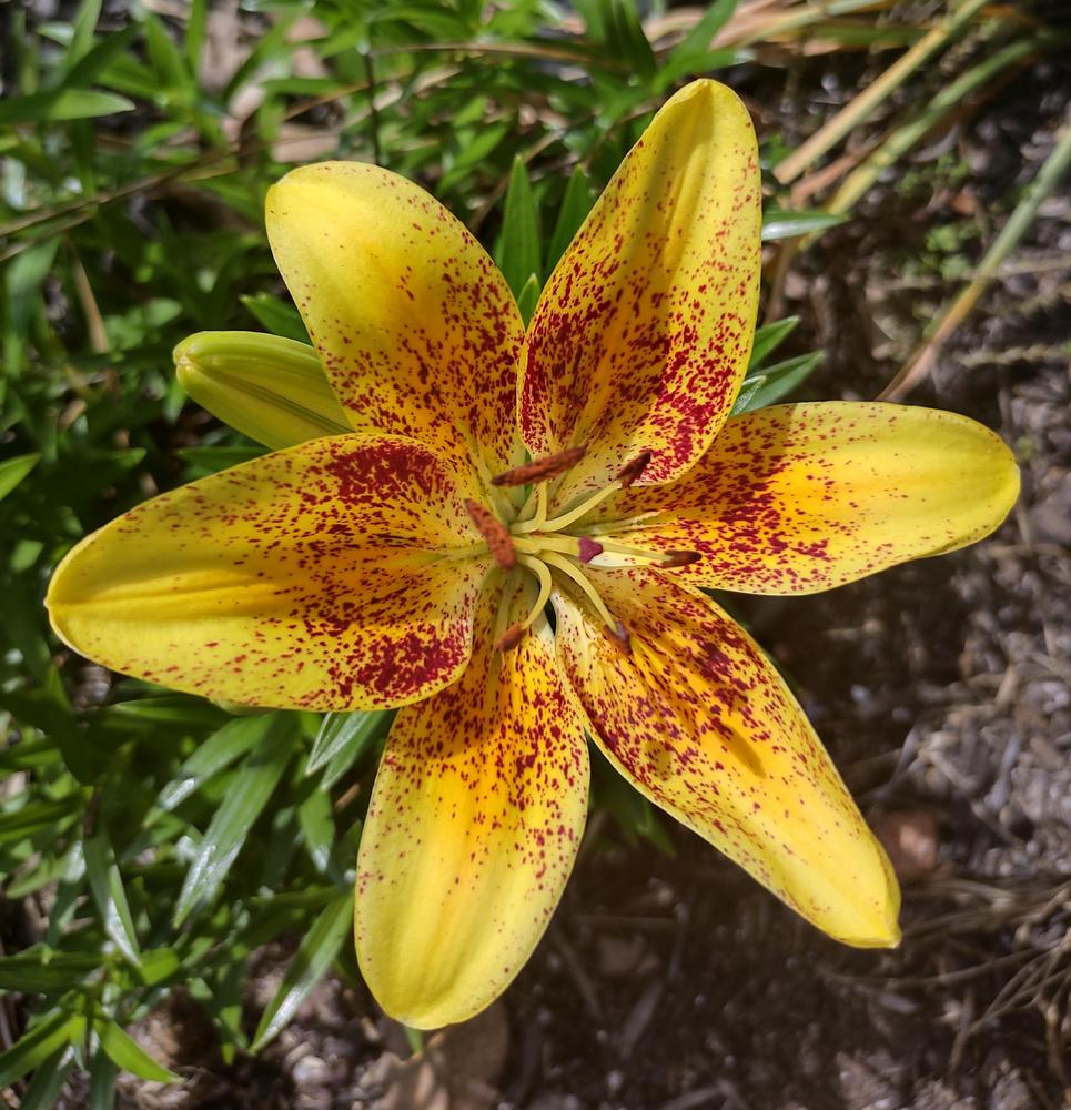 Lily (Lilium Lily Looks™ Tiny Nugget) in the Lilies Database - Garden.org