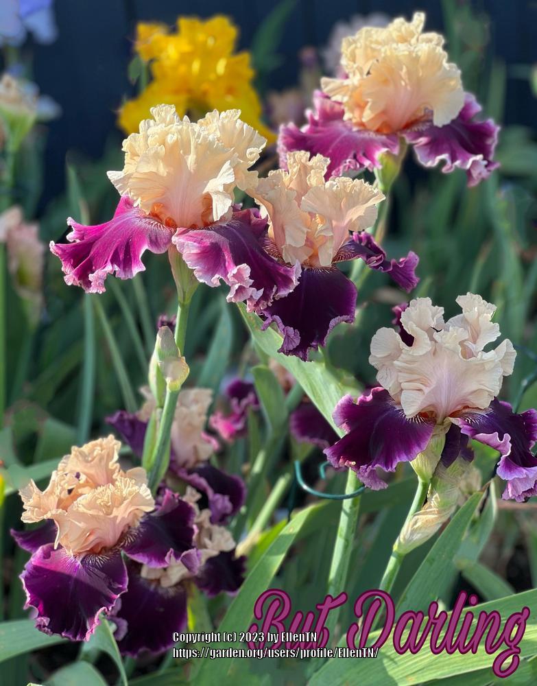 Photo of the entire plant of Tall Bearded Iris (Iris 'But Darling ...