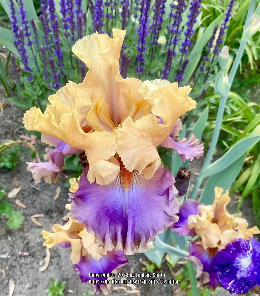 Photo of the bloom of Tall Bearded Iris (Iris 'Dollface') posted by Lbsmitty - Garden.org