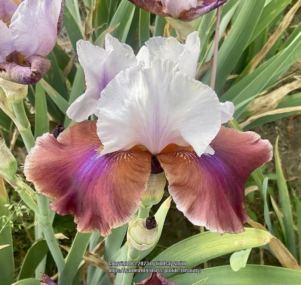Photo of the bloom of Tall Bearded Iris (Iris 'Latin Hideaway') posted by Lbsmitty - Garden.org