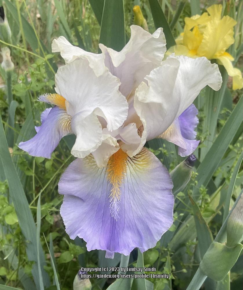 Photo of the bloom of Tall Bearded Iris (Iris 'Scary') posted by ...
