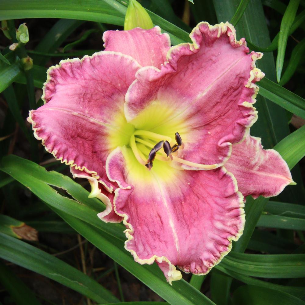 Photo of the bloom of Daylily (Hemerocallis 'Raspberry Eclipse') posted ...