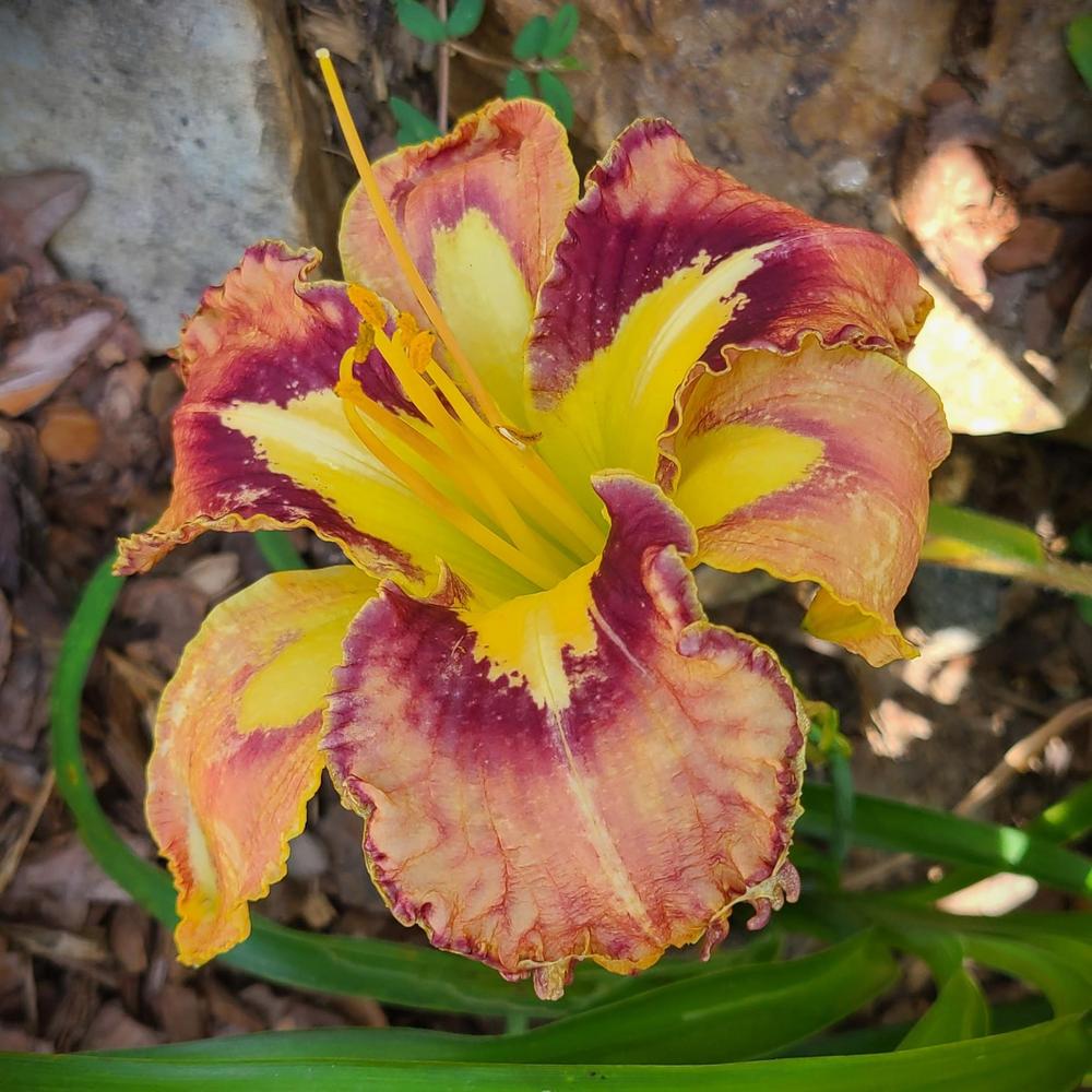 Photo of the bloom of Daylily (Hemerocallis 'Spacecoast Behavior ...