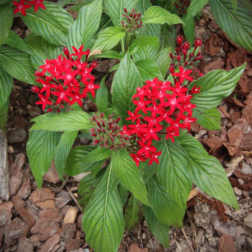 Photo of the leaves of Egyptian Star Cluster (Pentas lanceolata ...