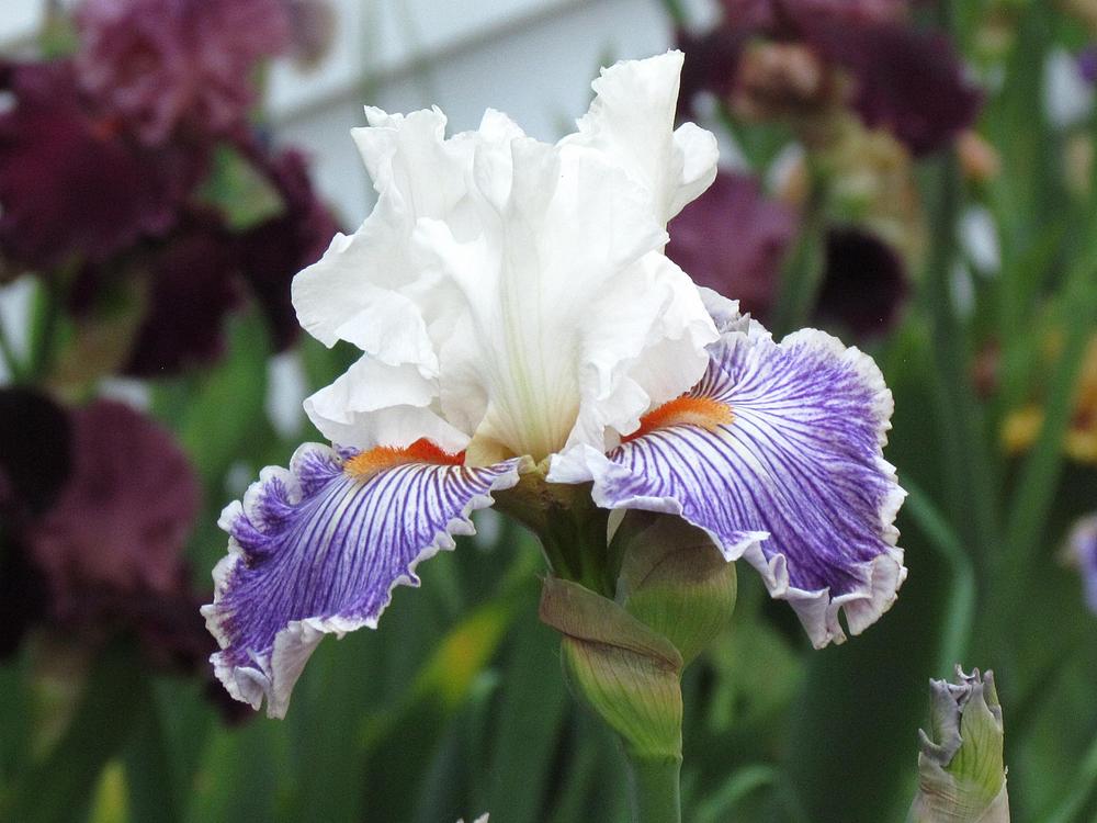 Photo of the bloom of Tall Bearded Iris (Iris 'Line Item') posted by ...
