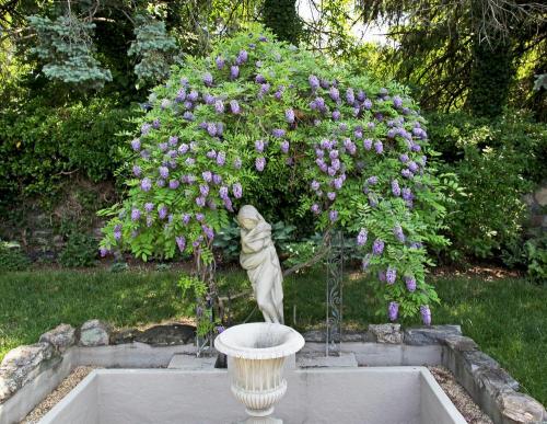 June 2023 -- Photos and Chat in the Roses forum - Garden.org