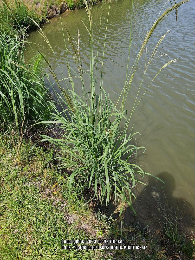 Photo of the entire plant of Vasey's Grass (Paspalum urvillei) posted ...