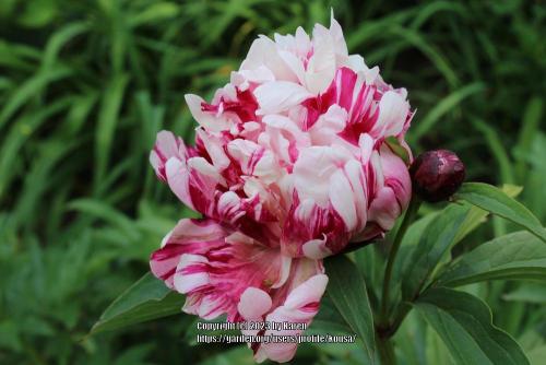 2023 Herbaceous Peony Blooms in the Peonies forum - Garden.org
