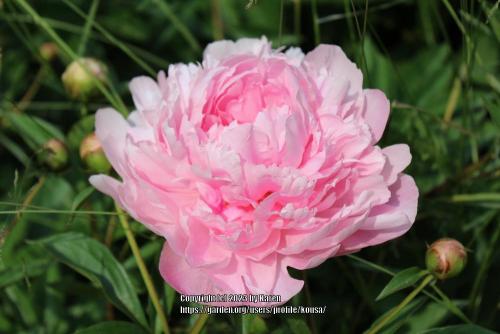 2023 Herbaceous Peony Blooms in the Peonies forum - Garden.org