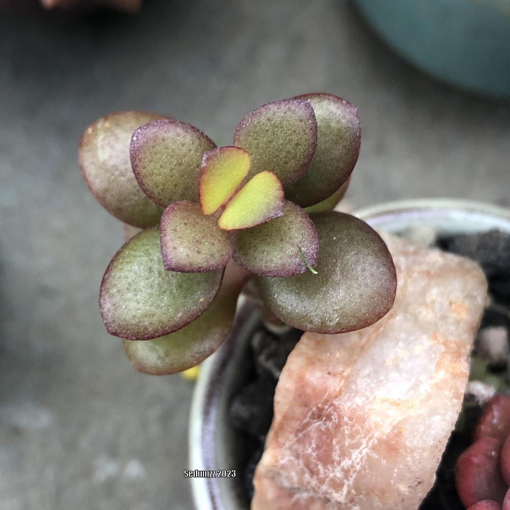 Photo of the entire plant of Dwarf Jade Plant (Crassula ovata 'Crosby's ...