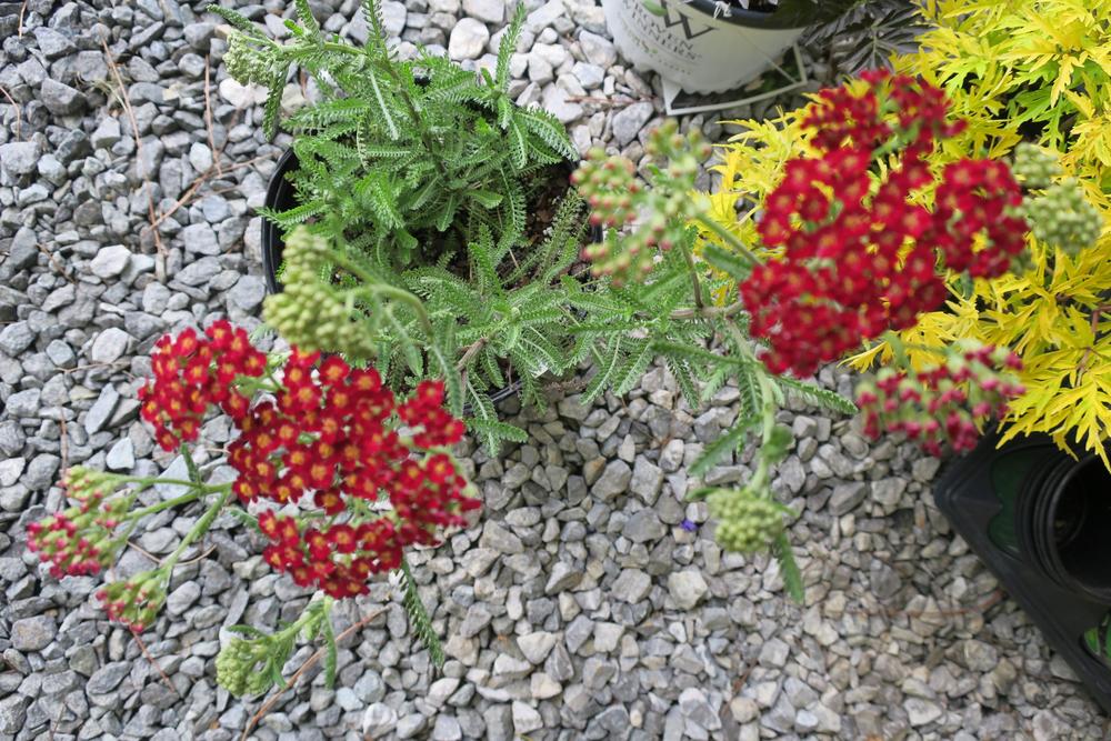 Photo of the entire plant of Yarrow (Achillea millefolium Flowerburst ...
