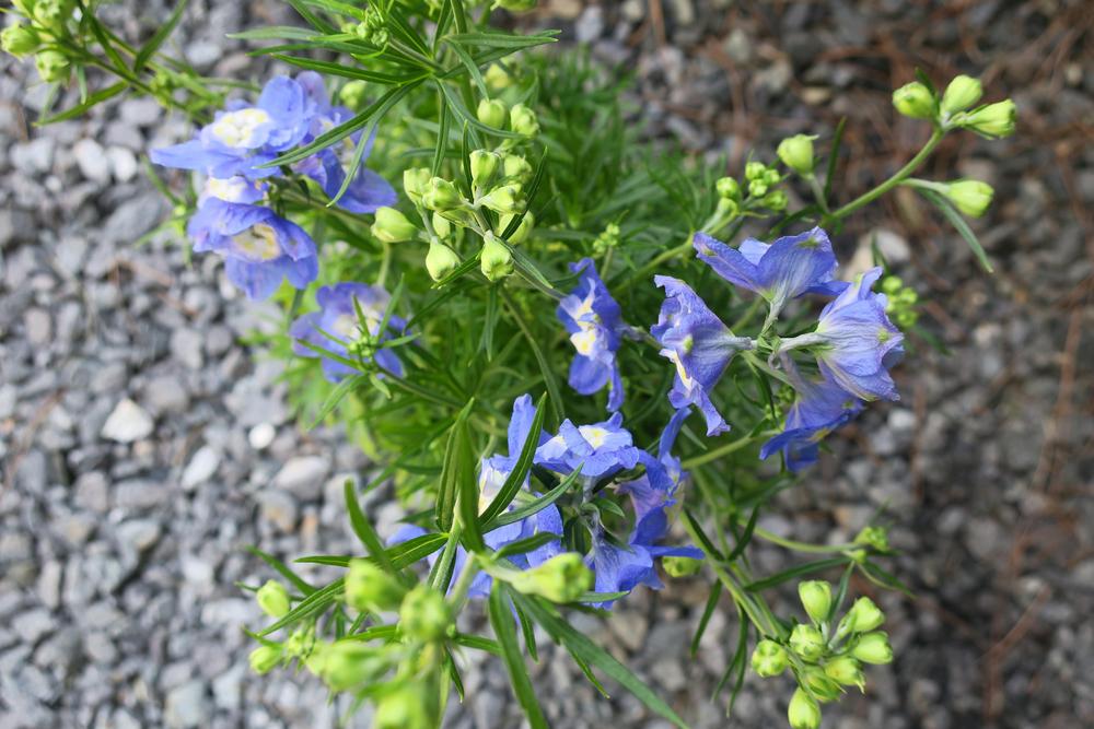 Photo of the entire plant of Regal Knights' Spur (Consolida regalis ...