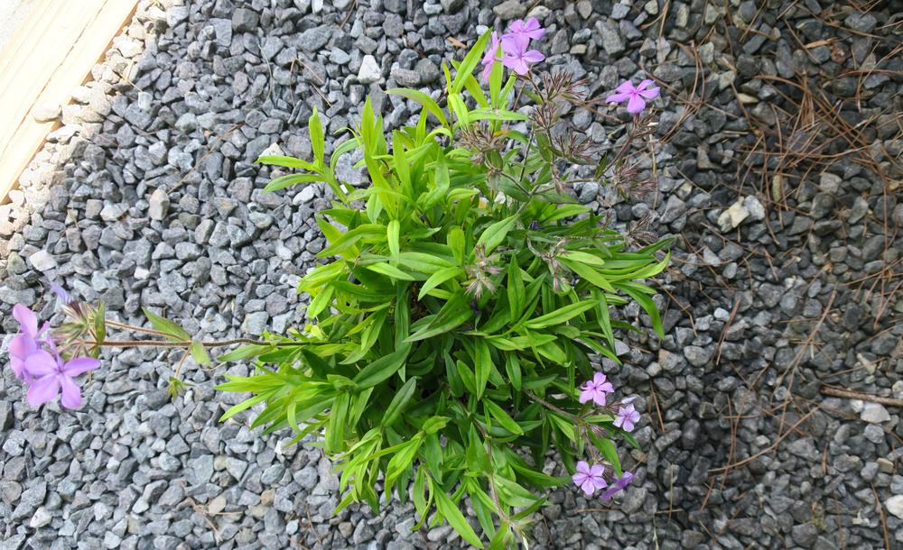 Photo of the entire plant of Phlox Paparazzi® Jagger posted by ...