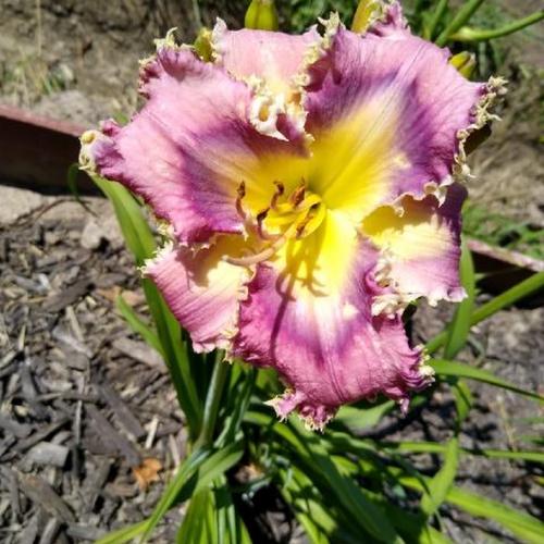 Daylily (Hemerocallis 'Night Scream') in the Daylilies Database ...