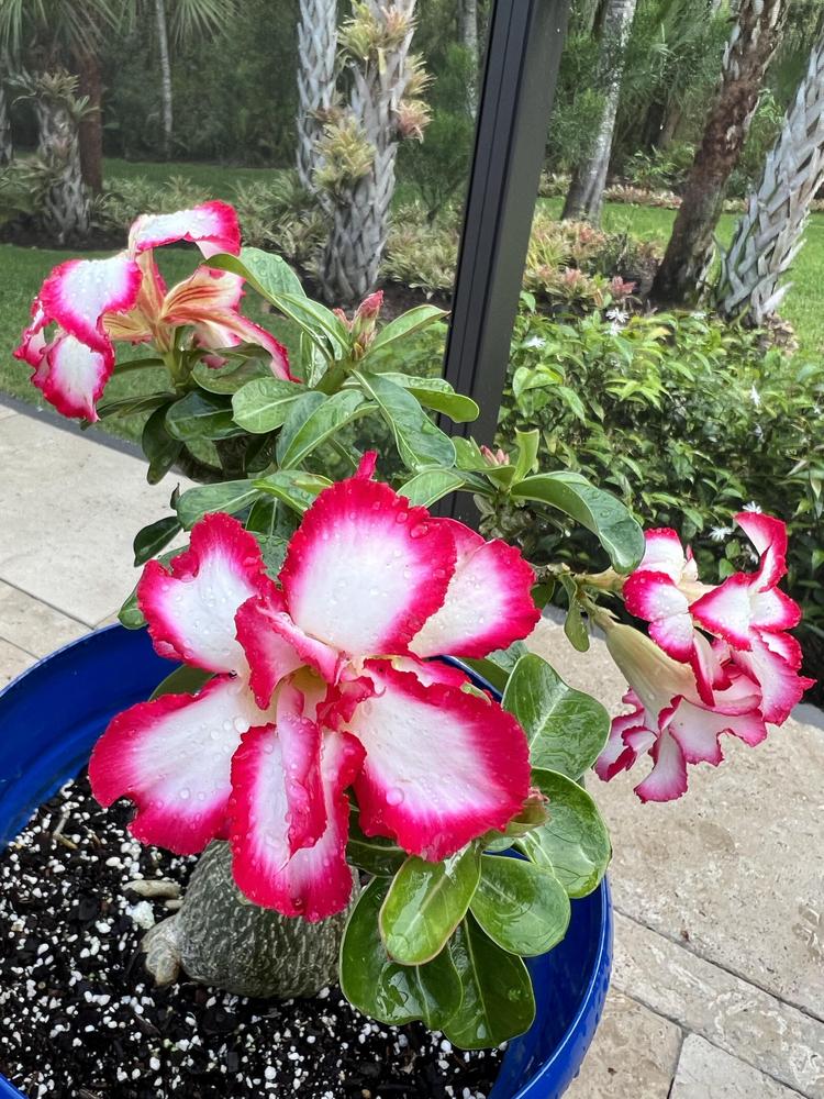 Desert Rose (Adenium obesum 'Fashion Star') in the Adeniums Database ...