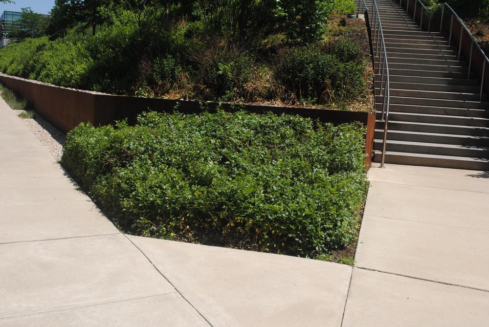 Photo of the entire plant of Fragrant Sumac (Rhus aromatica 'Gro-Low ...