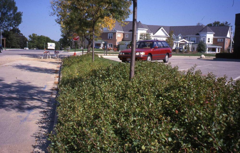 Photo of the entire plant of Fragrant Sumac (Rhus aromatica 'Gro-Low ...