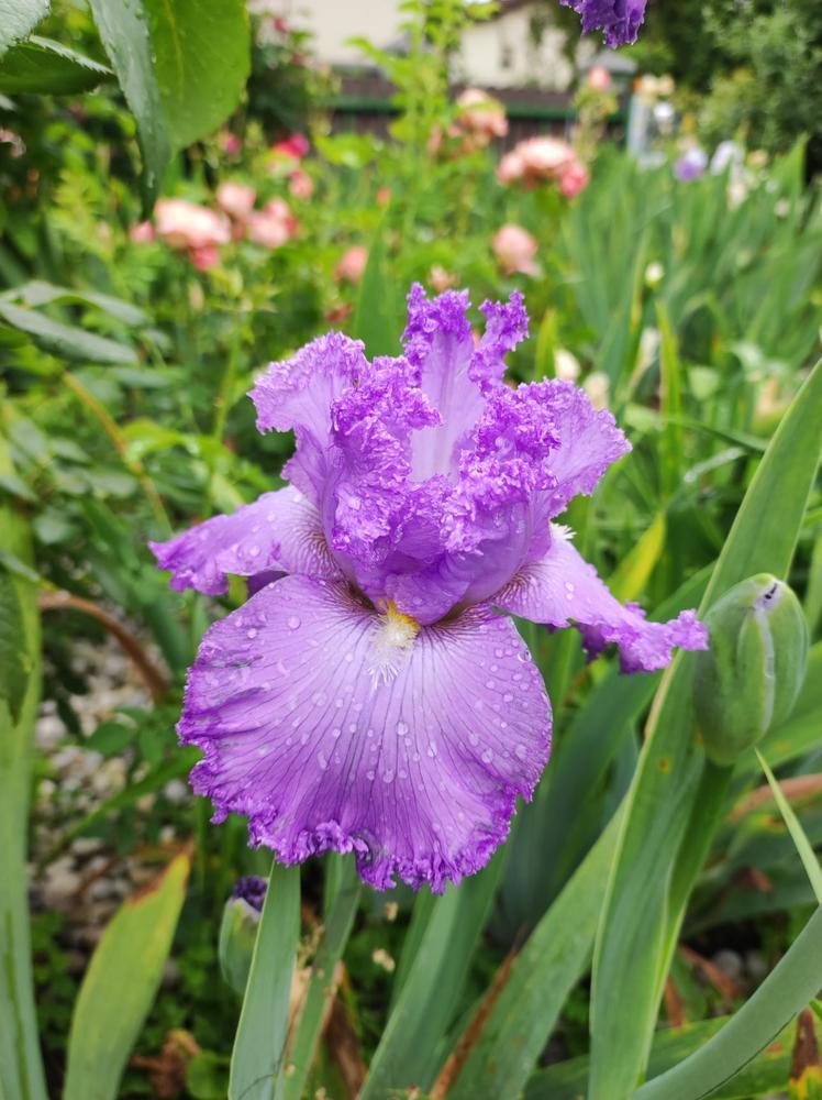 Photo of the bloom of Tall Bearded Iris (Iris 'Super Model') posted by ...
