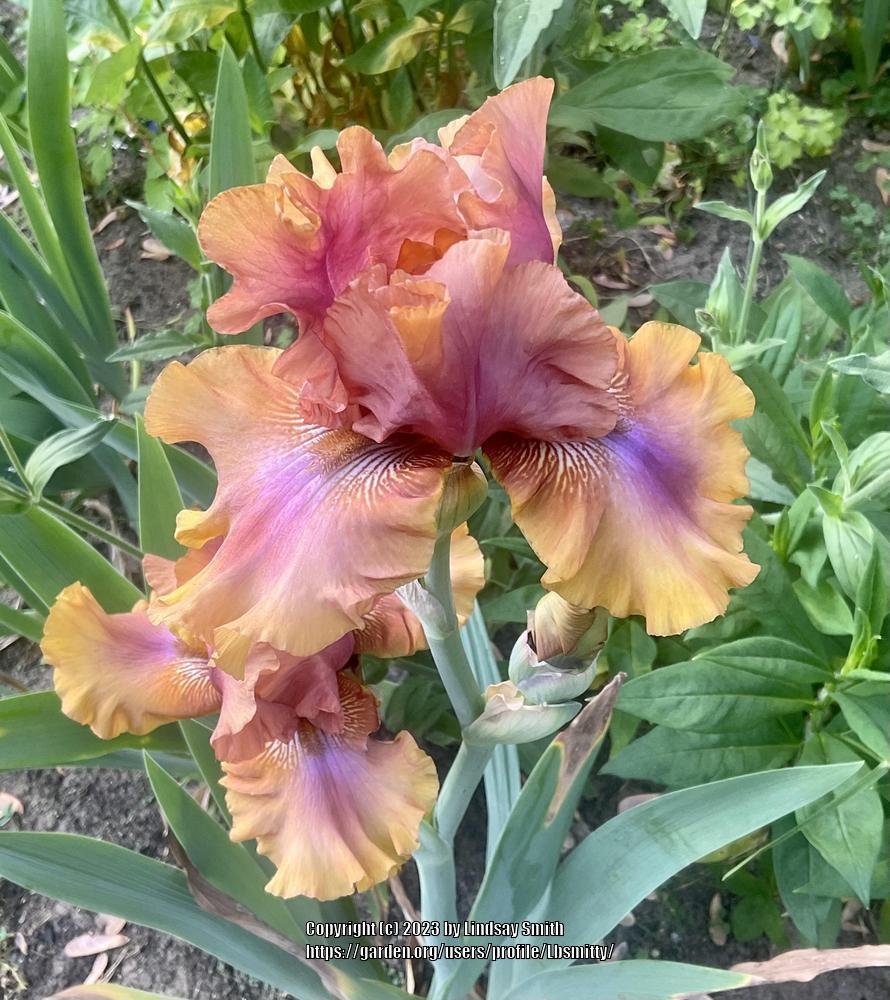 Photo of the bloom of Tall Bearded Iris (Iris 'Bronze Warrior') posted ...