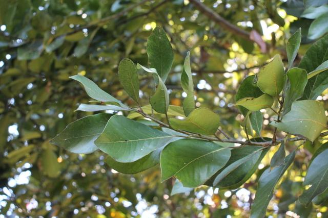 Photo of the leaves of Laurus novocanariensis posted by RuuddeBlock ...