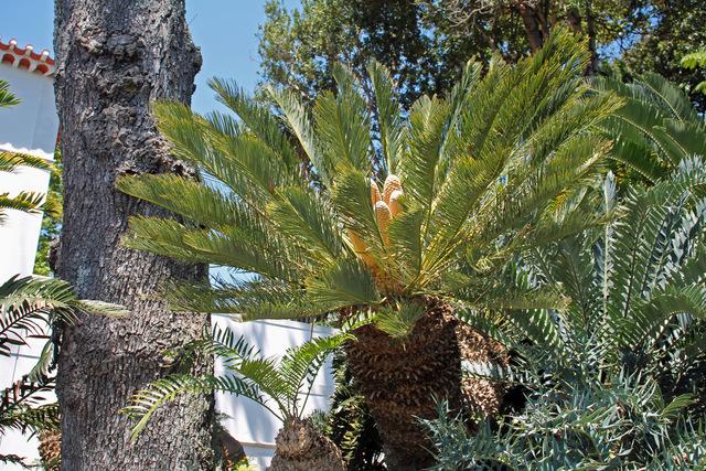 Photo of the entire plant of Cycad (Encephalartos friderici-guilielmi ...