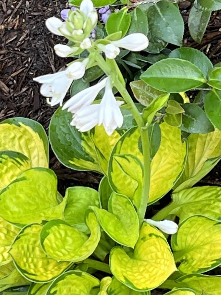 Photo of the bloom of Hosta 'Rainforest Sunrise' posted by Silvana ...