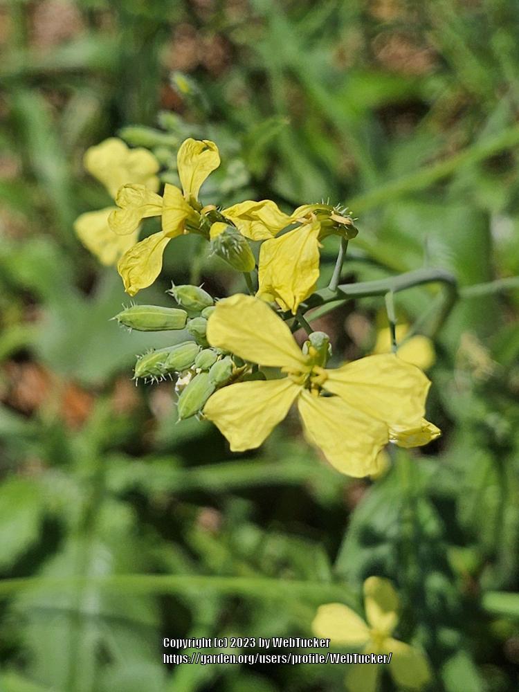 Photo of the fruit of Wild Radish (Raphanus raphanistrum) posted by ...