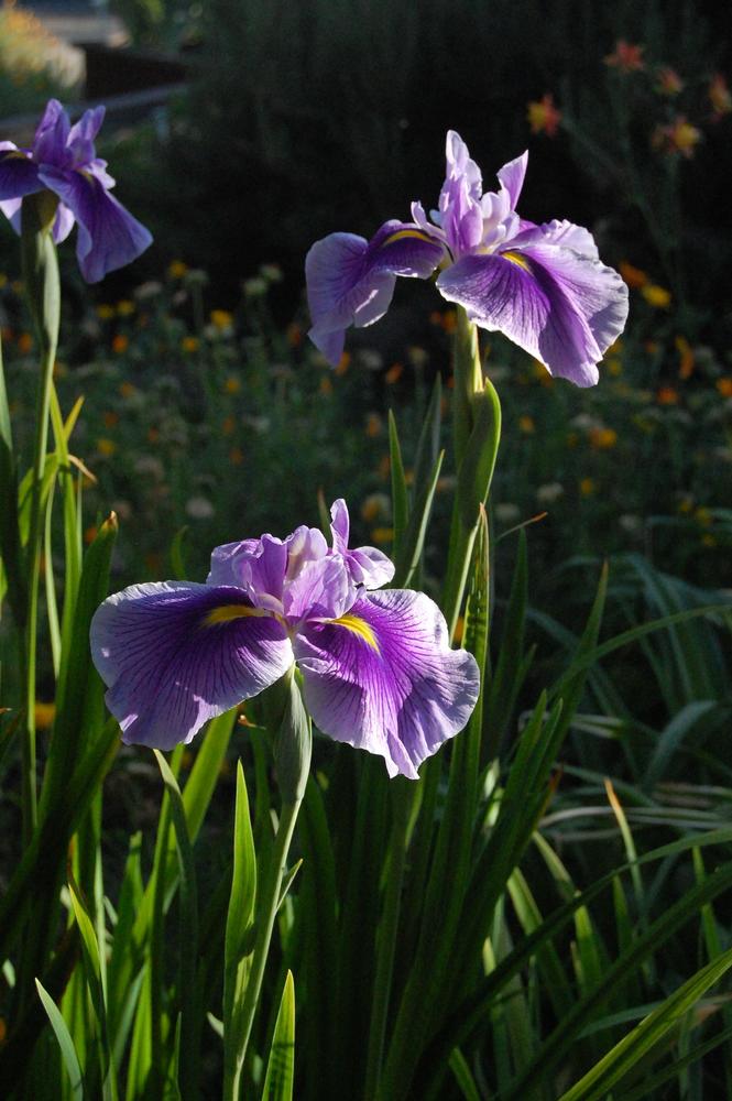 Photo of the bloom of Japanese Iris (Iris ensata 'Enchanted Lake ...