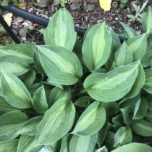 Hosta 'Striptease' in the Hostas Database - Garden.org