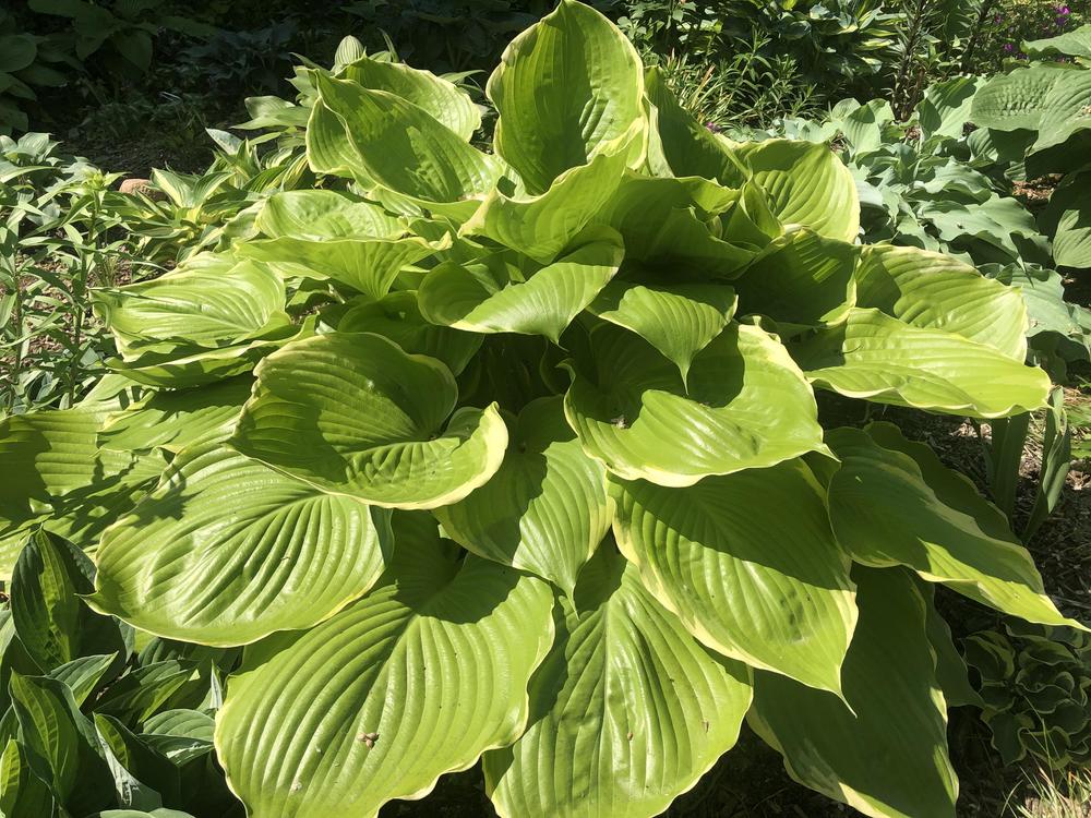 Photo of the entire plant of Hosta 'Winter Snow' posted by crawgarden ...