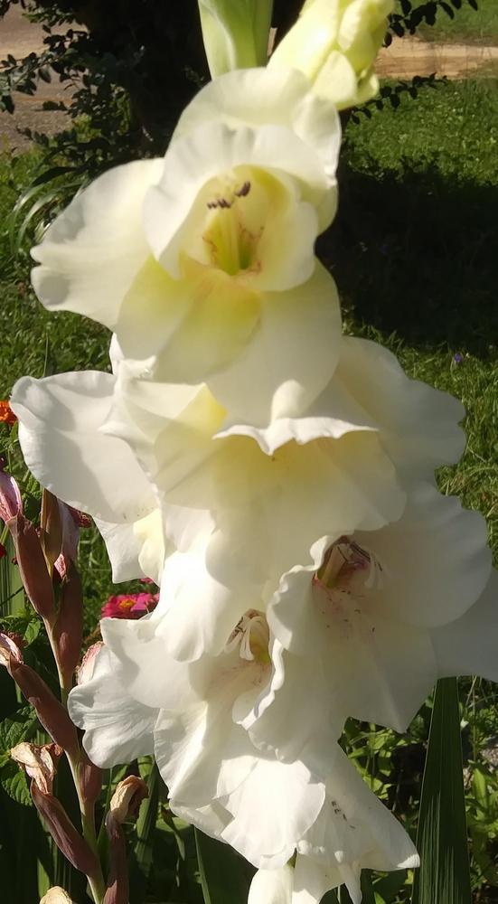 Photo of the bloom of Gladiolus 'Ocilla' posted by purpleinopp - Garden.org