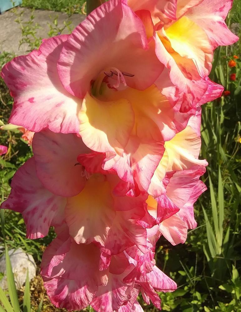 Photo of the bloom of Hybrid Gladiola (Gladiolus 'My Love') posted by purpleinopp - Garden.org