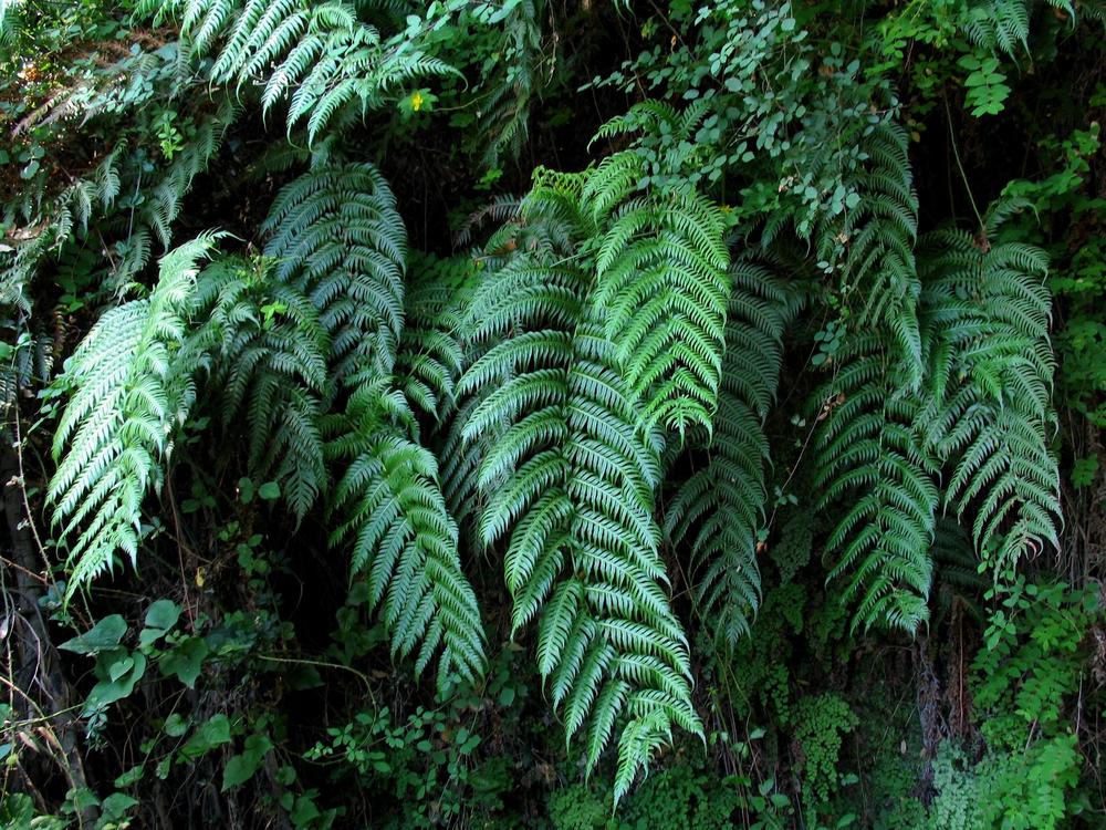 Photo of the entire plant of European Chain Fern (Woodwardia radicans ...
