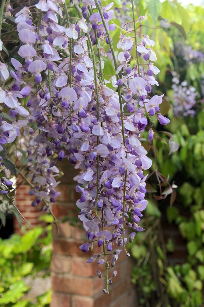 Photo of the bloom of Valder's Wisteria (Wisteria x valderi 'Burford ...