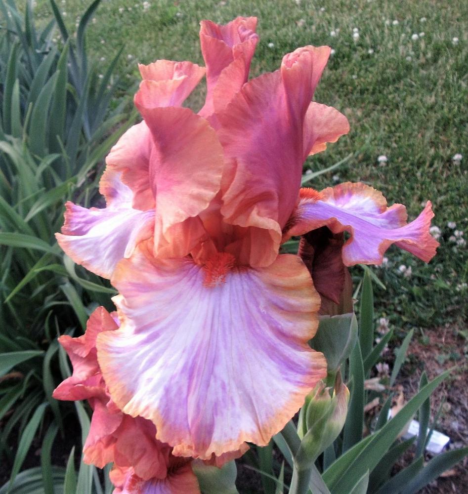 Photo of the bloom of Tall Bearded Iris (Iris 'Maui Wowie') posted by ...