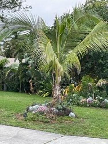 Palm Photo Thread? in the Tropicals forum - Garden.org