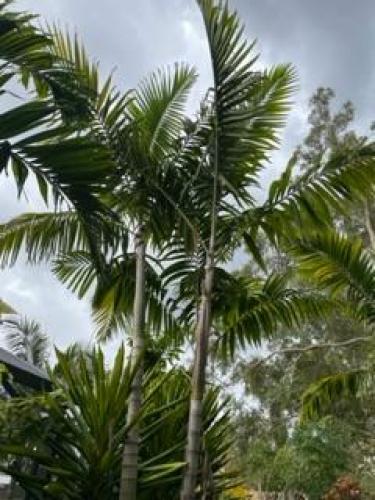 Palm Photo Thread? in the Tropicals forum - Garden.org