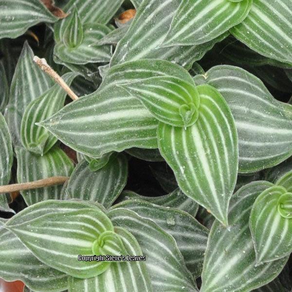 Photo of the leaves of Striped Inch Plant (Callisia gentlei var ...