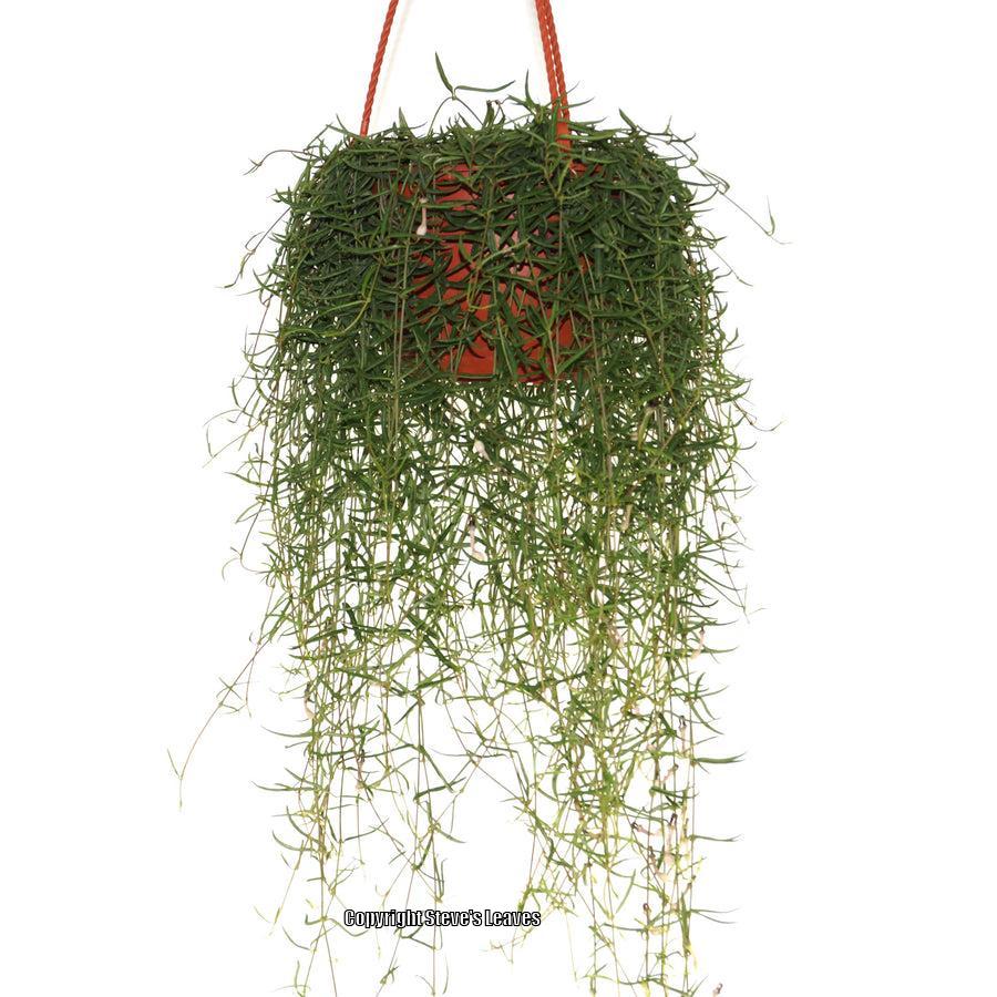 Photo of the entire plant of String Of Needles (Ceropegia linearis ...