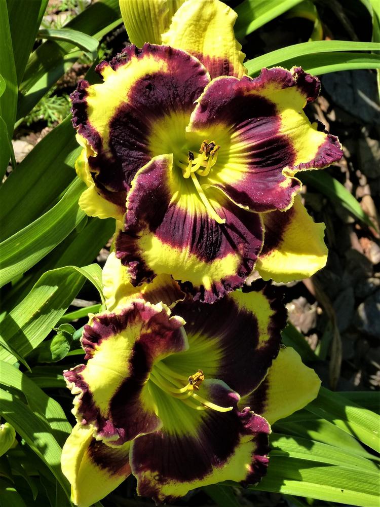 Photo of the bloom of Daylily (Hemerocallis 'Pansy Face Charmer ...