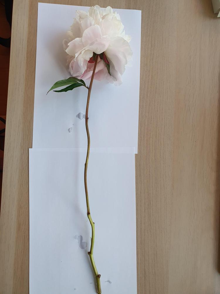 Peony Identification in the Peonies forum - Garden.org