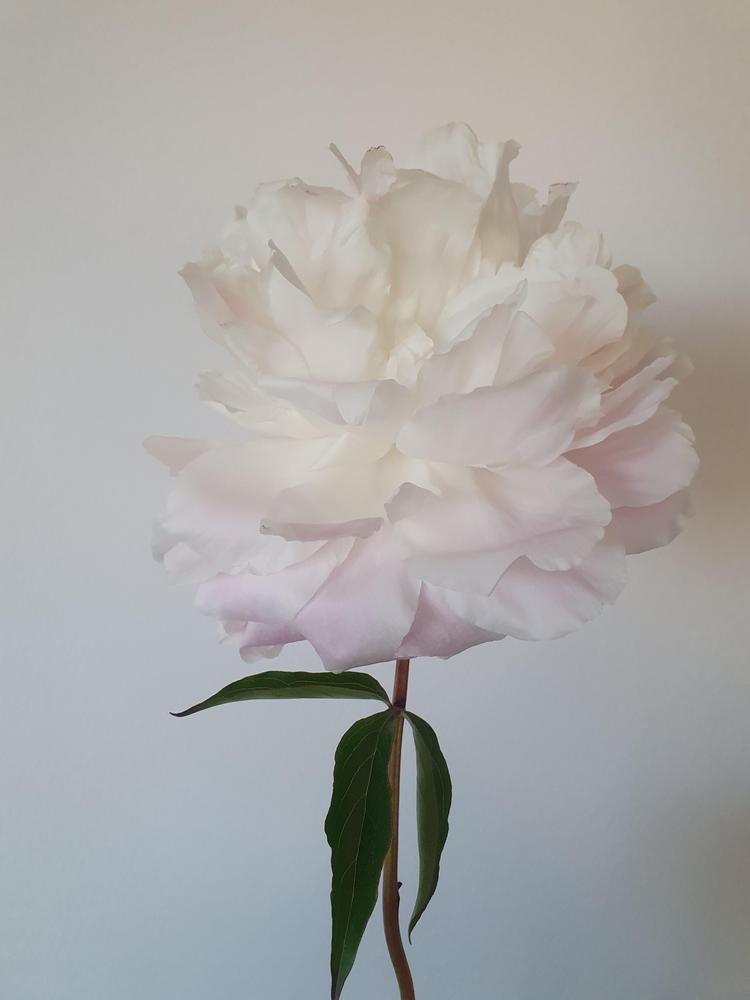 Peony Identification in the Peonies forum - Garden.org