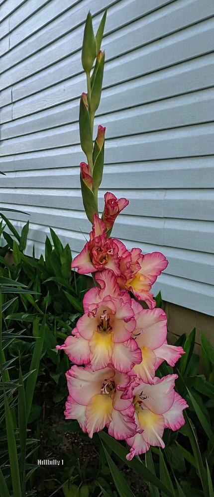 Photo of the bloom of Hybrid Gladiola (Gladiolus x gandavensis 'Priscilla') posted by HoodLily ...