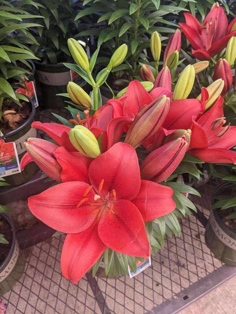 Photo of the bloom of LA Hybrid Lily (Lilium Lily Looks™ Summer Scarlet ...