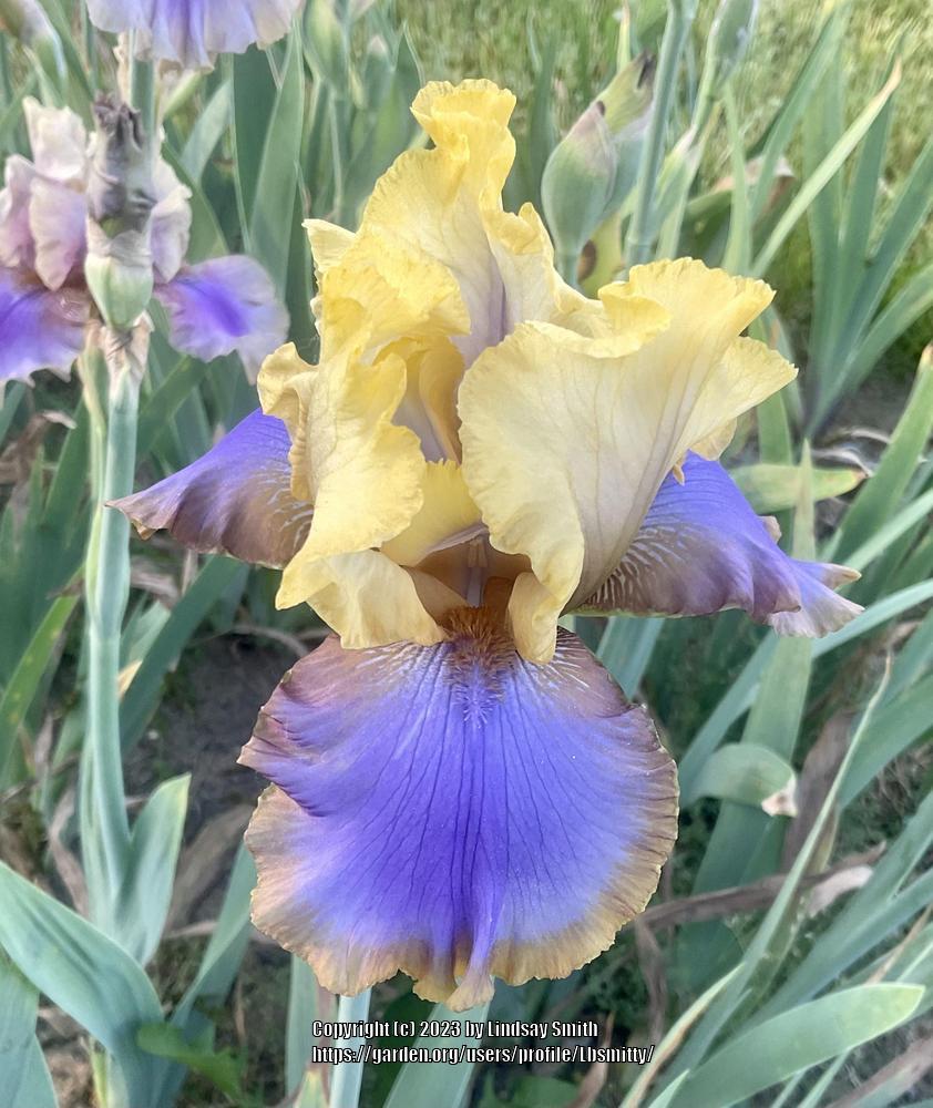 Photo of the bloom of Tall Bearded Iris (Iris 'Plum Ringer') posted by ...