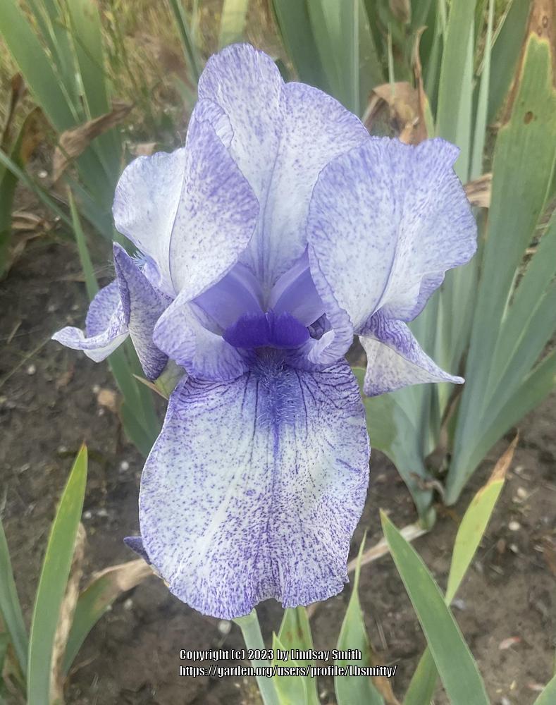 Photo of the bloom of Tall Bearded Iris (Iris 'Hey Looky') posted by ...