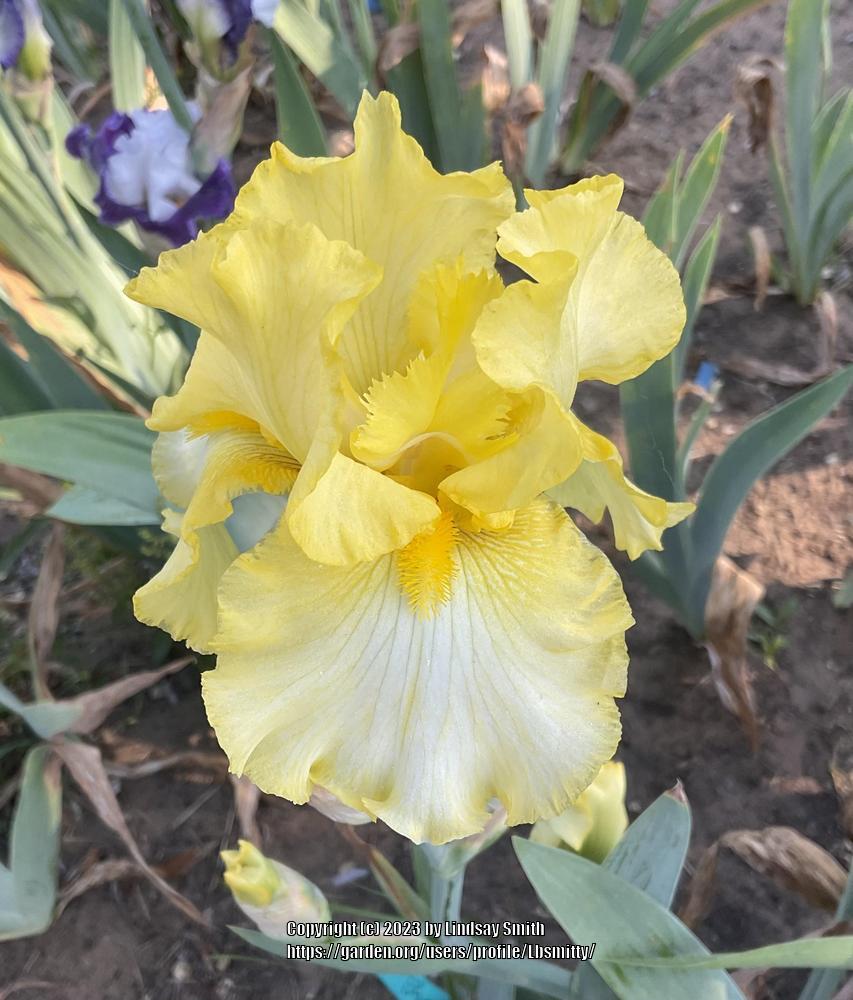 Tall Bearded Iris (Iris 'Sun Fun') in the Irises Database - Garden.org