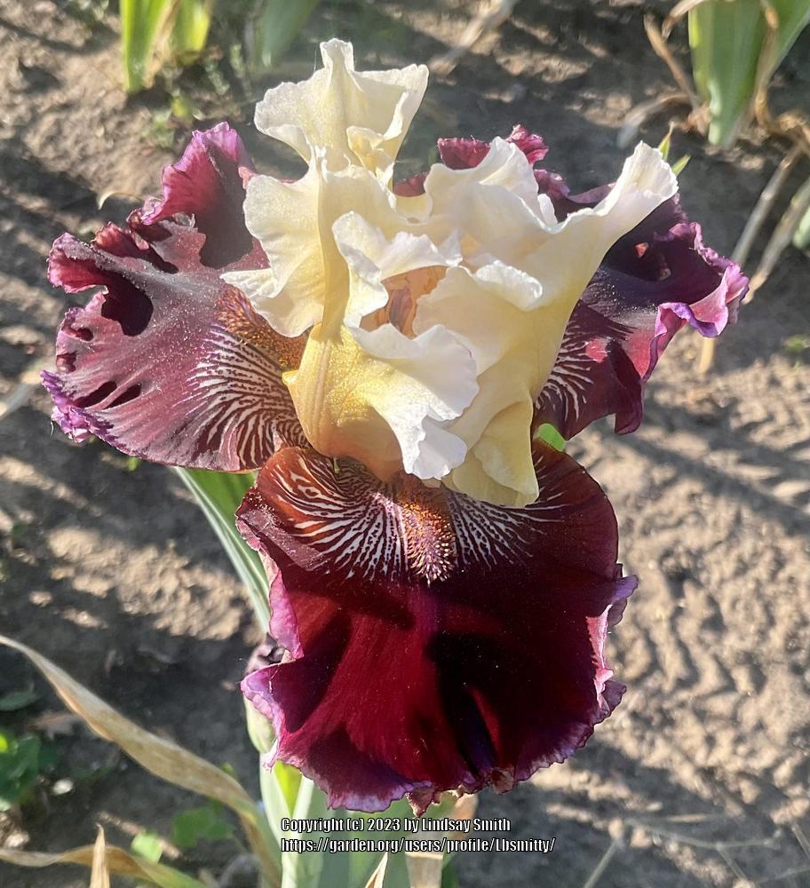 Photo of the bloom of Tall Bearded Iris (Iris 'Cherries and Cream ...