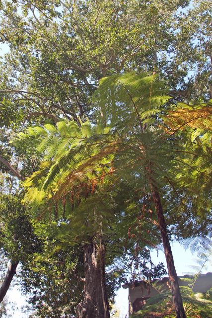 Photo of the entire plant of Australian Tree Fern (Sphaeropteris ...