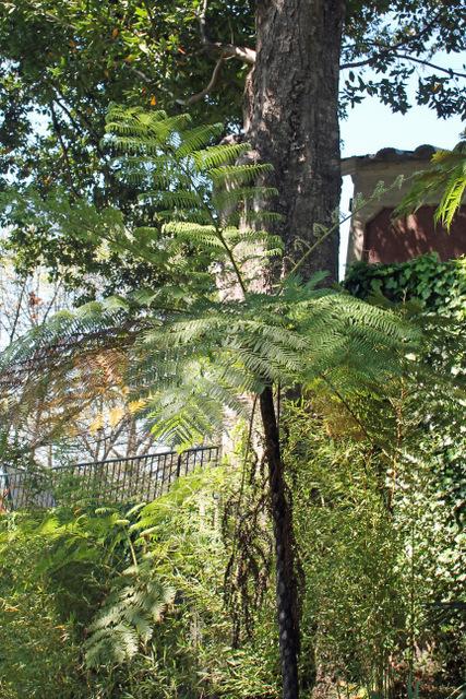 Photo of the entire plant of Australian Tree Fern (Sphaeropteris ...